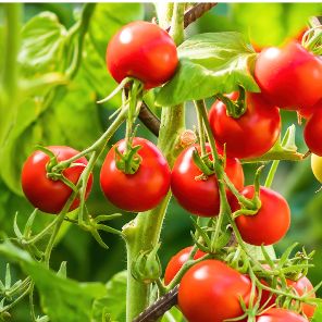 Produkt – adpharm.eu